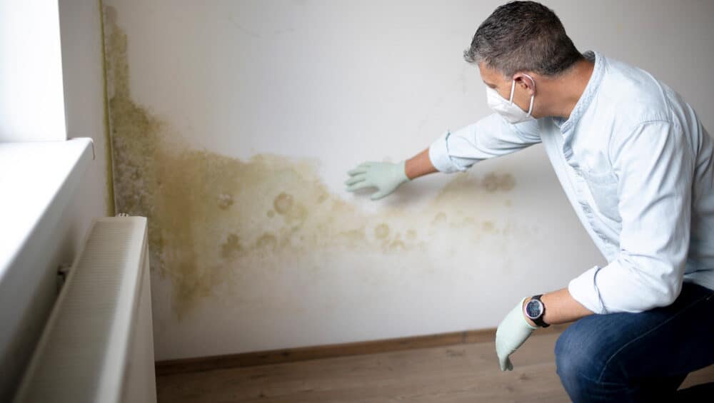 What Does The Presence Of Mold Mean Titan Inspection Services What Does The Presence Of Mold Mean Titan Inspection Services